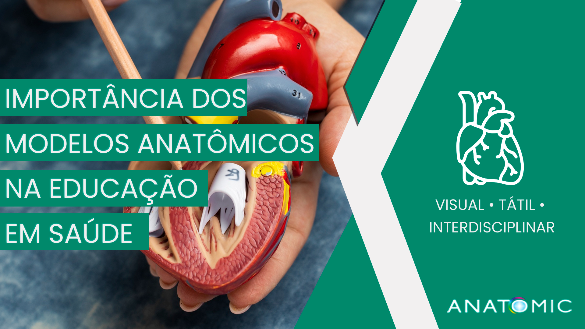 A Importância dos Modelos Anatômicos na Educação em Saúde - Anatomic ...