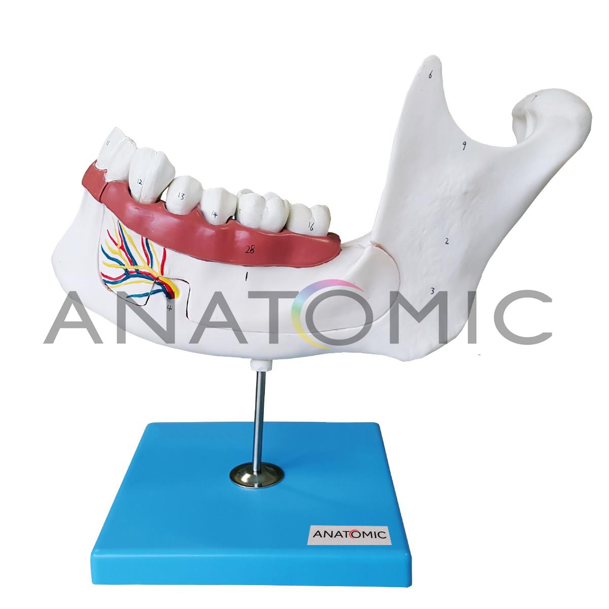 Anatomia do Dente e Mandíbula Inferior de um Jovem (18 anos), em 6 ...
