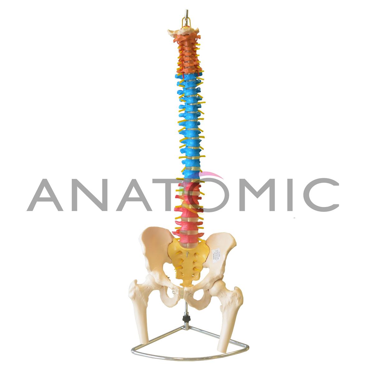 Anatomia Da Coluna Humana Anatomia Da Coluna Vertebral Sua Coluna