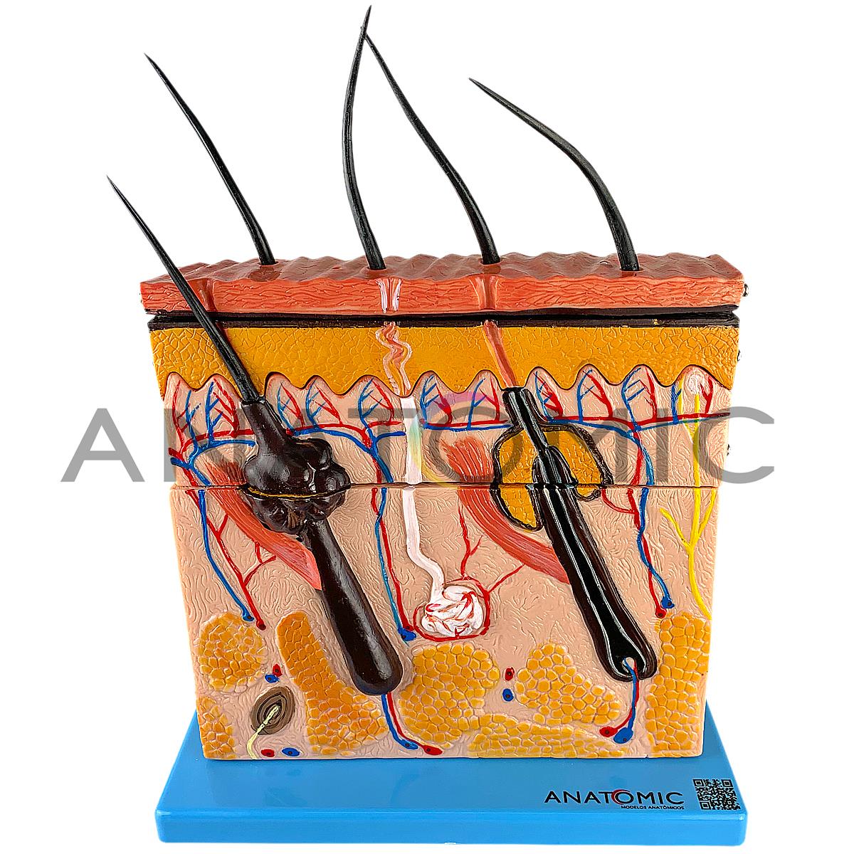 Corte de Pele Ampliada, em Camadas - Anatomic - Produtos Anatômicos