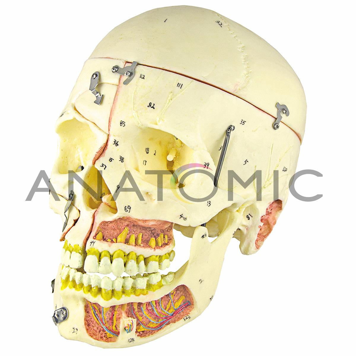 Crânio com Vasos Sanguíneos e Nervos, Numerado, em 10 Partes - Anatomic ...
