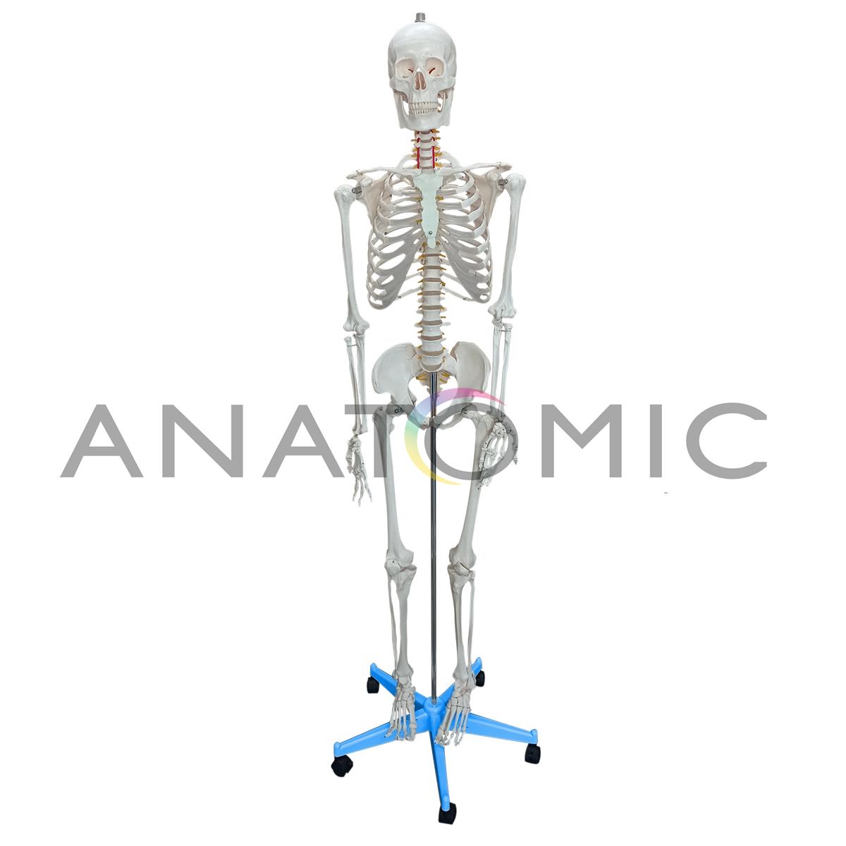 Esqueleto 170 cm Padrão, com Suporte e Base com Rodas - Anatomic ...