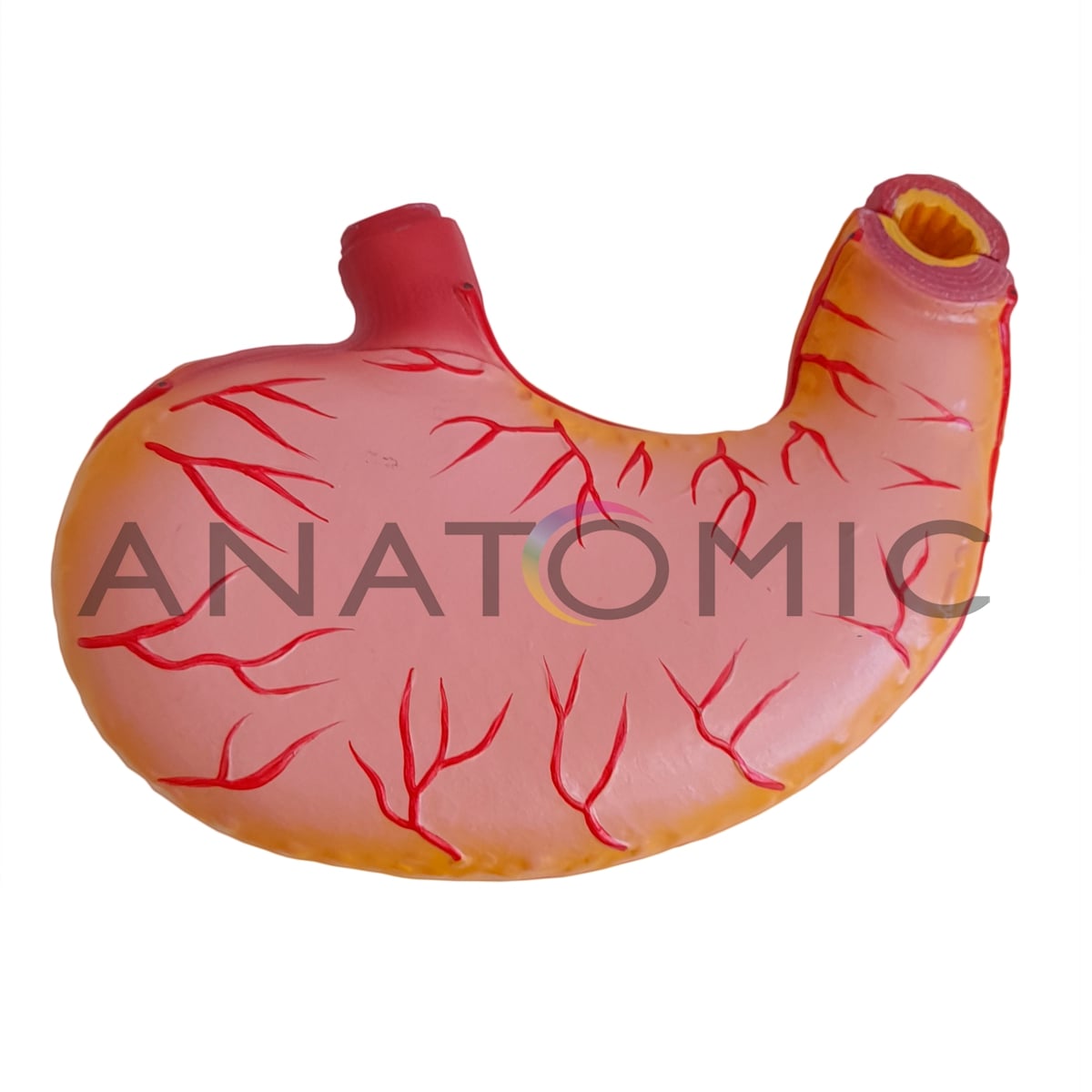 Estômago, em 2 Partes - Anatomic - Produtos Anatômicos