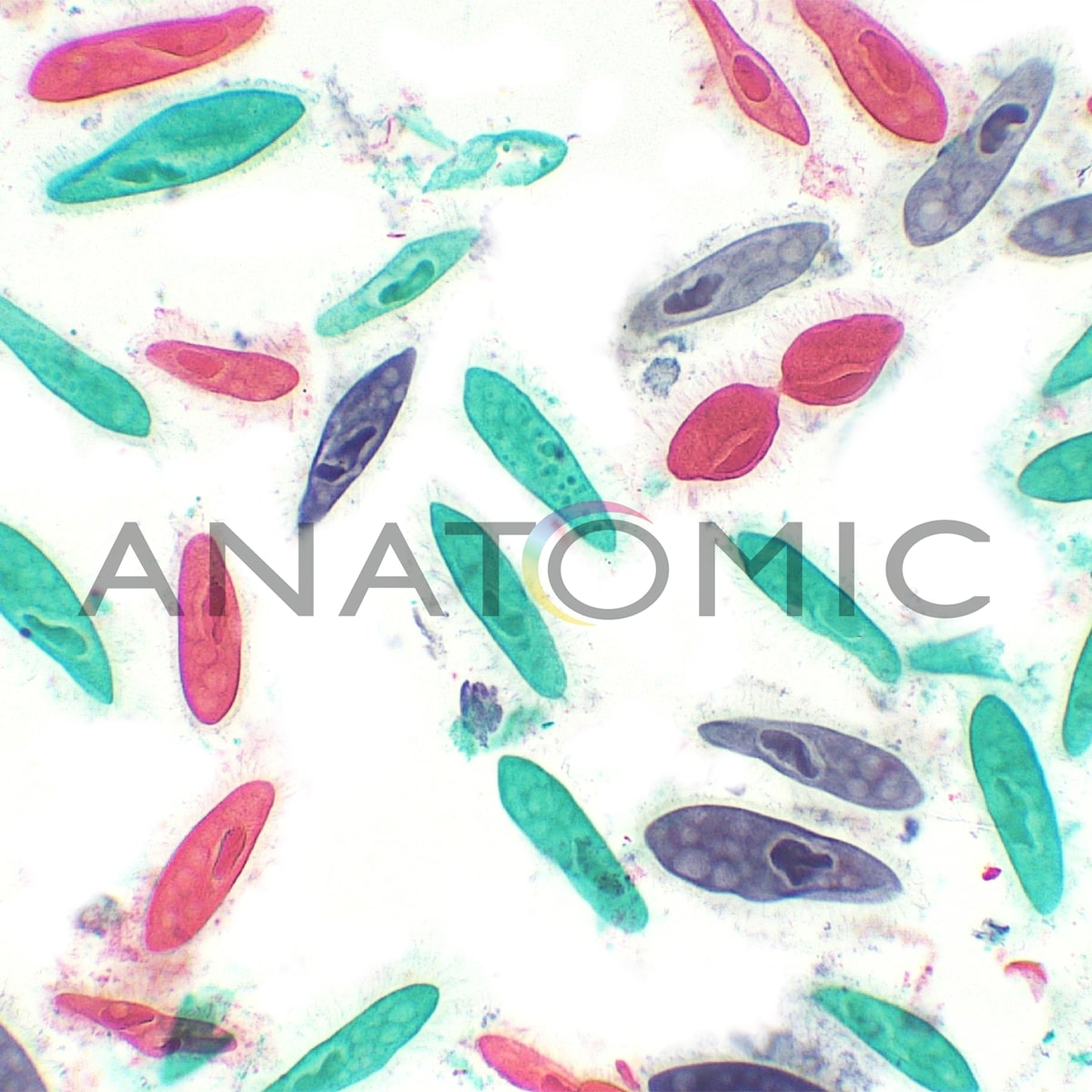 Lamina De Escolex De Taenia Taenia Coli Wikipedia