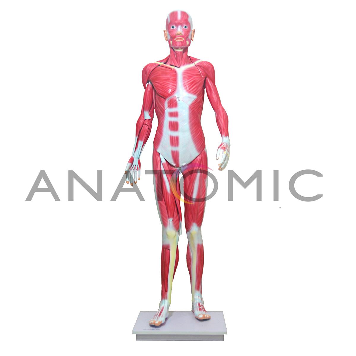 Manequim Muscular de 170cm, Assexuado, em 33 Partes - Anatomic ...