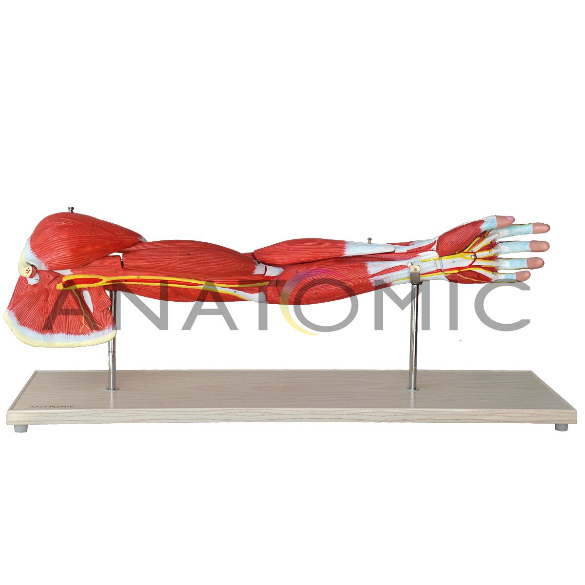 Modelo De Musculos Dos Membros Superiores