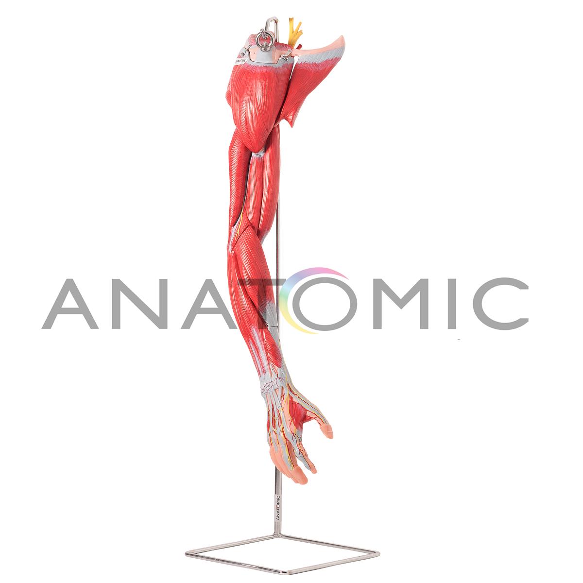 Músculos do Membro Superior com Principais Vasos e Nervos, em 6 Partes ...