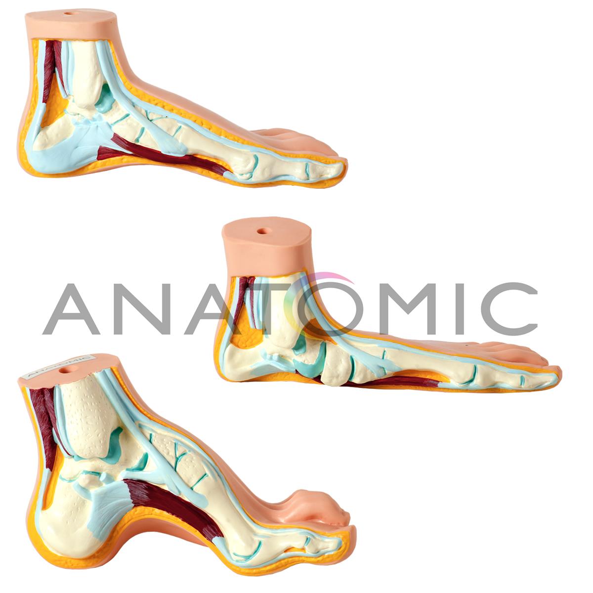 Pés - Normal, Chato e Curvo - Anatomic - Produtos Anatômicos