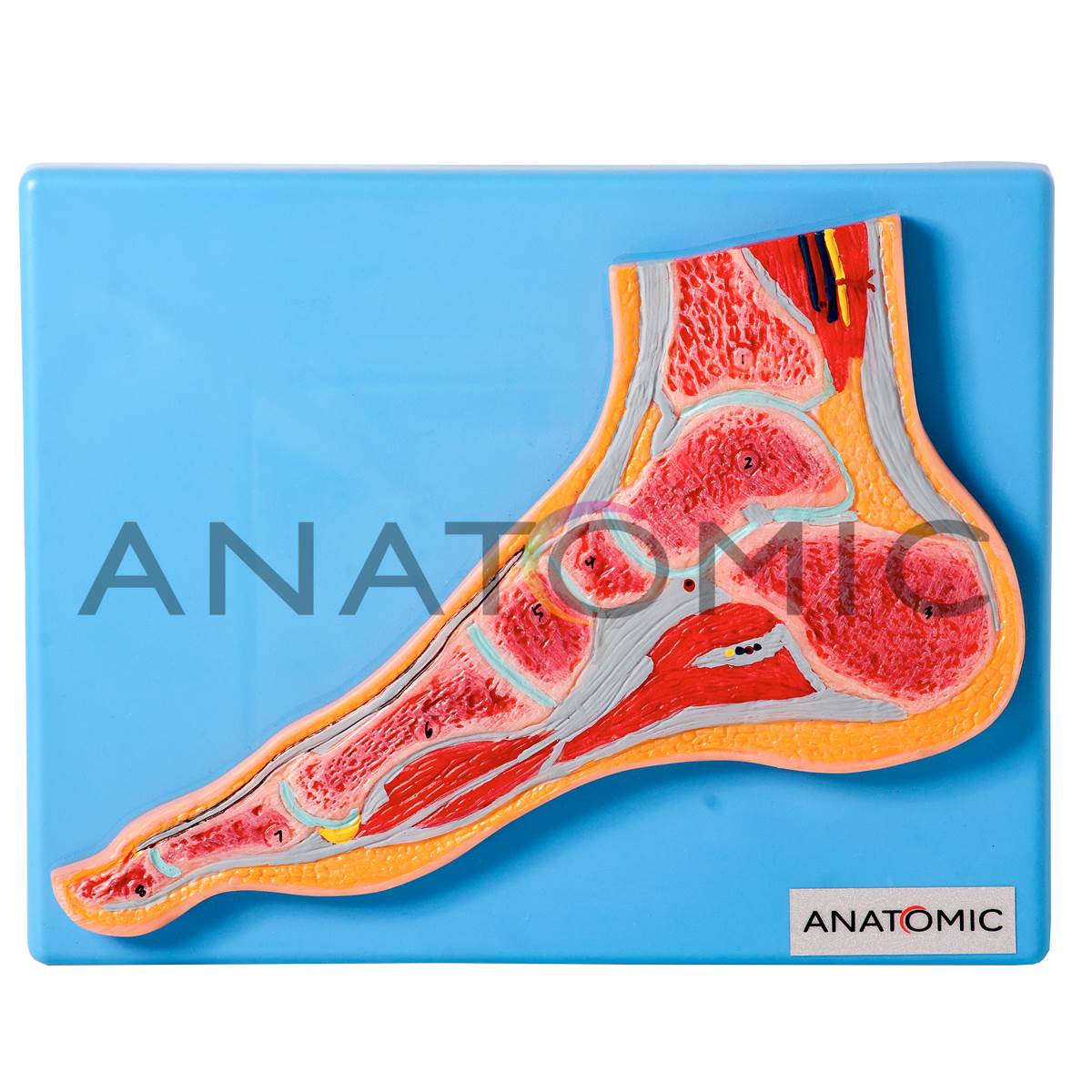 Anatomia Da Articulacao Do Pe Tornozelo Pé IRM : Anatomia Normal