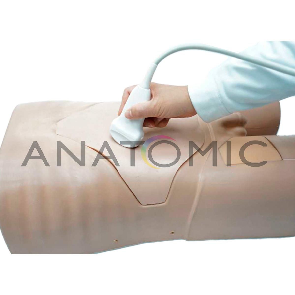 Simulador para Treinamento de Ultrassonografia Abdominal